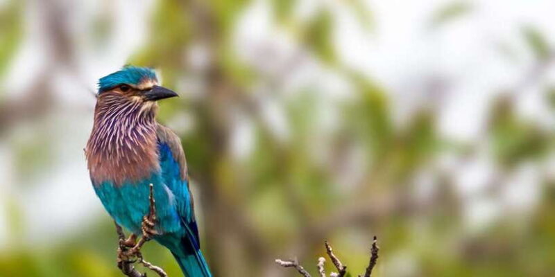 Hikkaduwa/Galle/Weligama/Mirissa/Tangalle: Yala Safari Tour - Final Thoughts: Who Will Love This Safari?