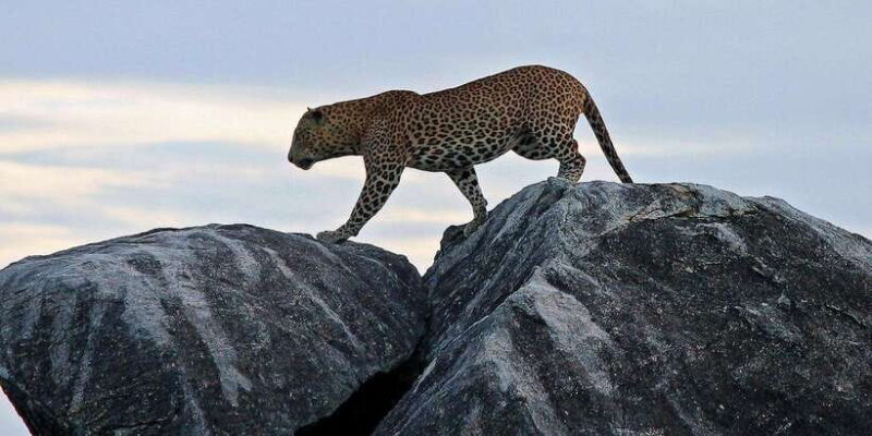 Hikkaduwa/Galle/Weligama/Mirissa: Yala National Park Safari - A Detailed Look at the Yala Safari Experience