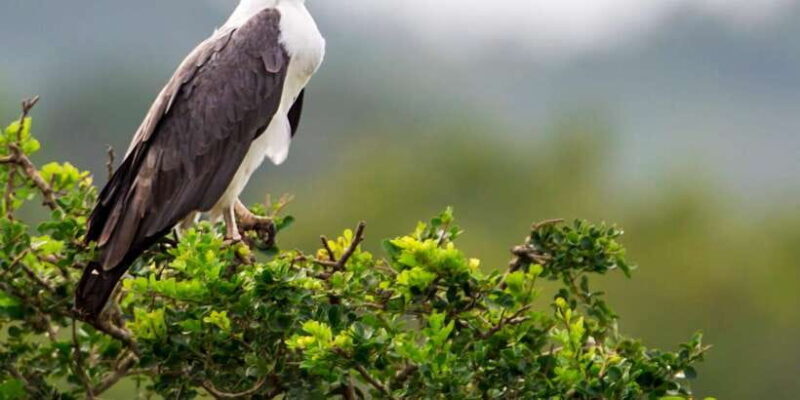 Hikkaduwa/Galle/Weligama/Mirissa: Yala National Park Safari - What Makes This Tour Special