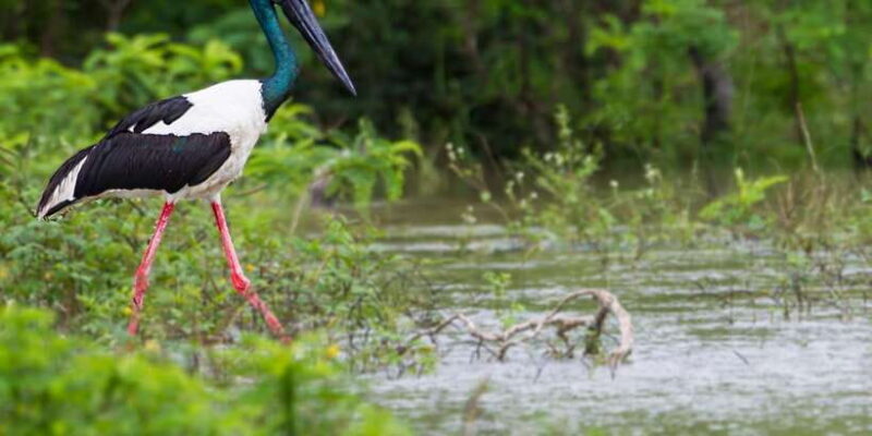 Hikkaduwa/Galle/Weligama/Mirissa: Yala National Park Safari - Practical Tips for Travelers