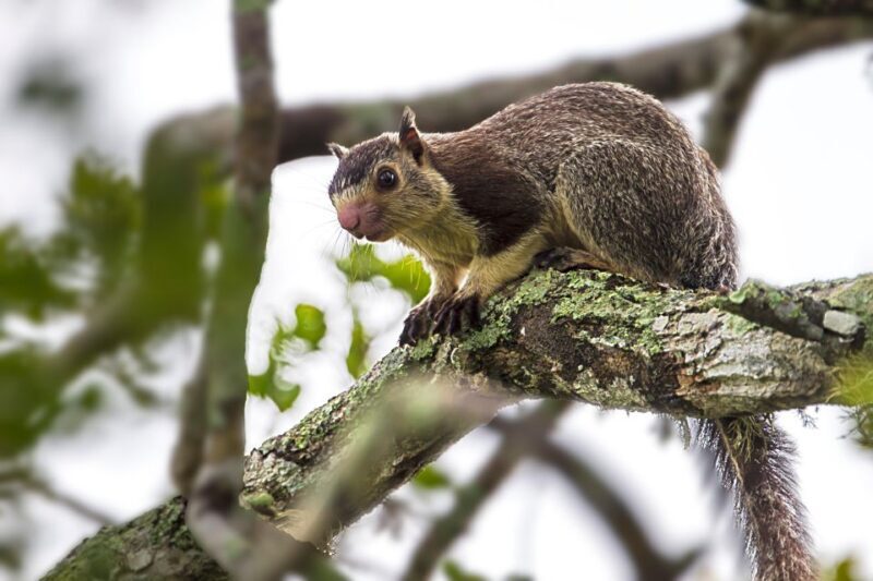 Hikkaduwa/Galle/Weligama/Mirissa: Yala National Park Safari - In The Sum Up