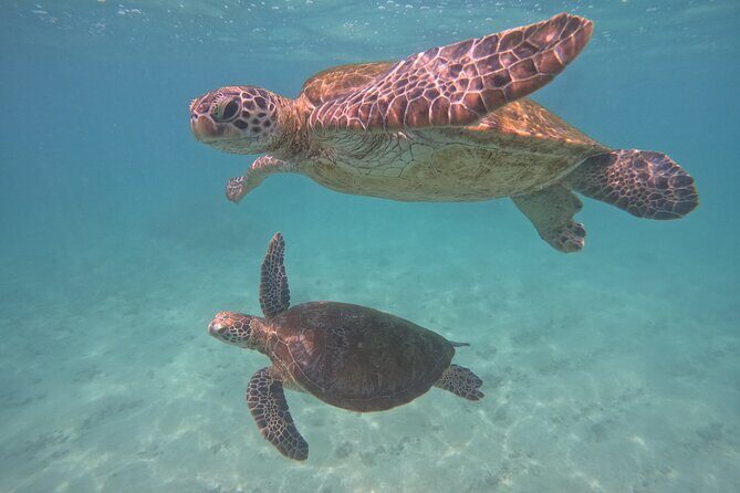 Hikkaduwa Unforgettable Snorkeling Experience - Practical Details: Transportation, Duration, and Booking