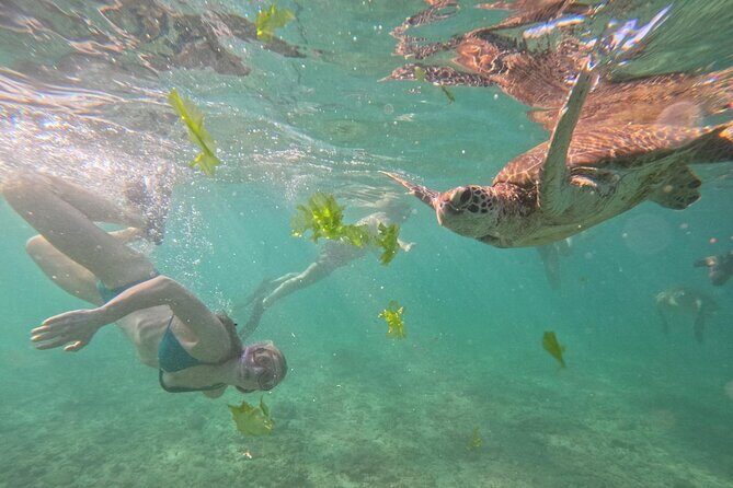 Hikkaduwa Unforgettable Snorkeling Experience - The Sum Up: Who Is This Tour Best For?
