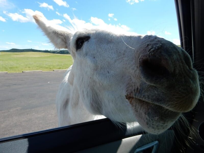 Hill City: Private Mount Rushmore, Crazy Horse & More Tour - Final Thoughts