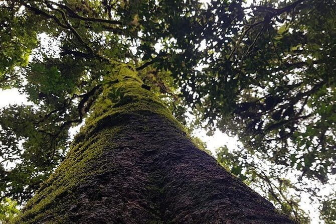 Hill Tribe Experience at Home Stay & Hiking 3 Days Tour - An In-Depth Look at the Chiang Mai Hill Tribe & Hiking Tour