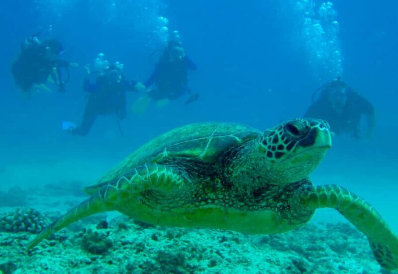 Hilo: 2 Tank Remote Reefs Diving Trip with Snacks and Drinks - FAQ