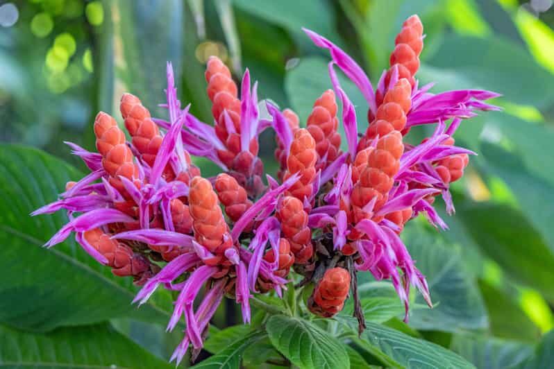 Hilo: Gardens, Waterfalls & Farmers Market Shore Excursion - A Deep Dive into the Tour Experience