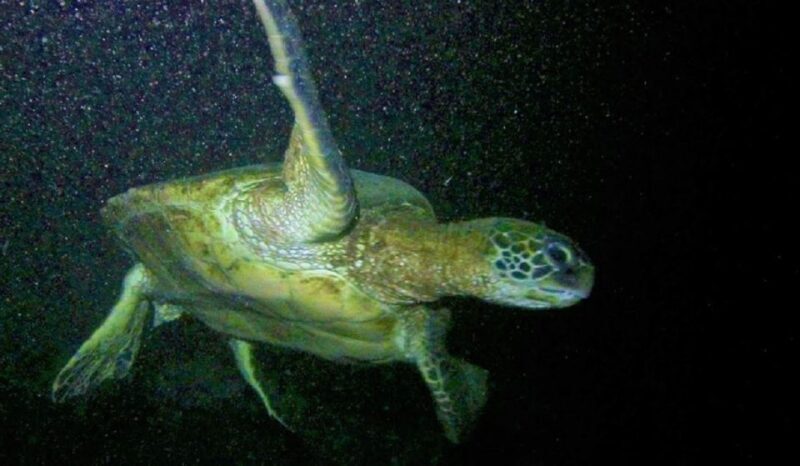 Hilo: Night Dive for Certified Divers - FAQ