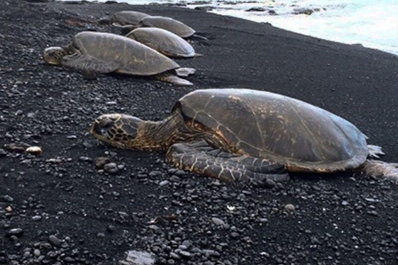 Hilo: Sea Turtle Lagoon and Black Sand Beach Snorkel - What Makes This Tour Stand Out?