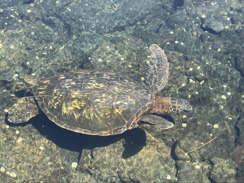 Hilo: Sea Turtle Lagoon and Black Sand Beach Snorkel - Equipment and Comfort