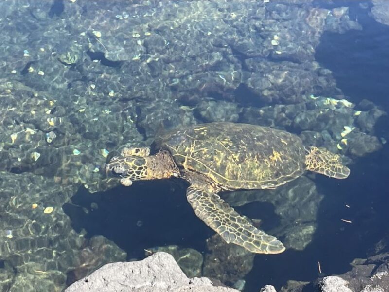 Hilo: Sea Turtle Lagoon and Black Sand Beach Snorkel - Weather and Realities
