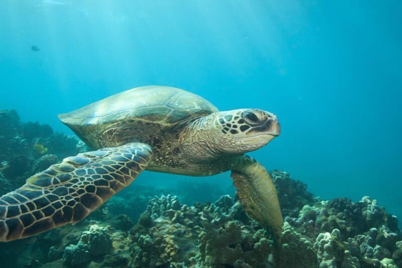 Hilo: Sea Turtle Lagoon and Black Sand Beach Snorkel - Final Words
