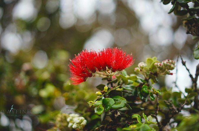 Hilo Shore Excursion: Private Kilauea Volcano Tour - Frequently Asked Questions