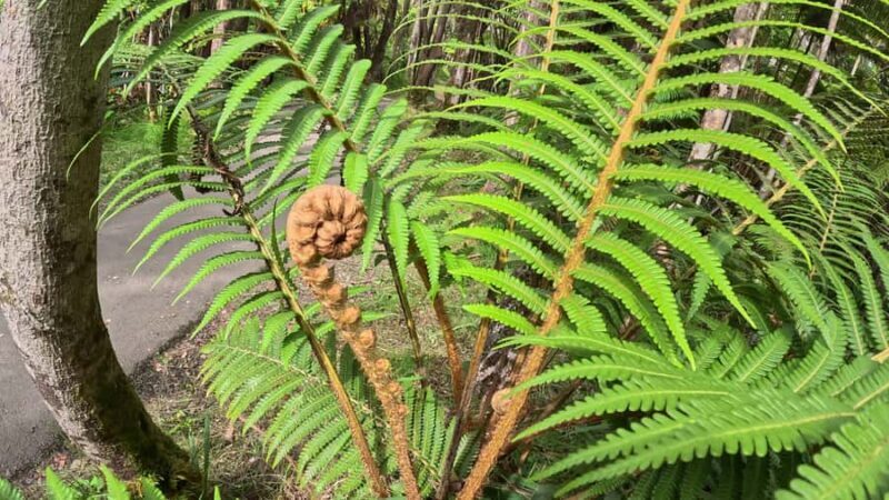 Hilo: Volcanoes National Park & Black Sand Beach - FAQ