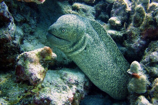 Hilo's Remote Tropical Reef 2 Tank Boat Dive - Hilos Remote Tropical Reef 2 Tank Boat Dive: A Balanced Look at an Adventurous Underwater Excursion