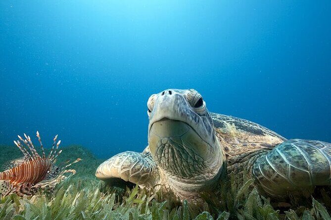 Hilo's Remote Tropical Reef 2 Tank Boat Dive - An In-Depth Look at the Tour Experience