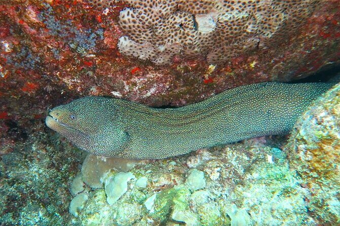 Hilo's Remote Tropical Reef 2 Tank Boat Dive - FAQ