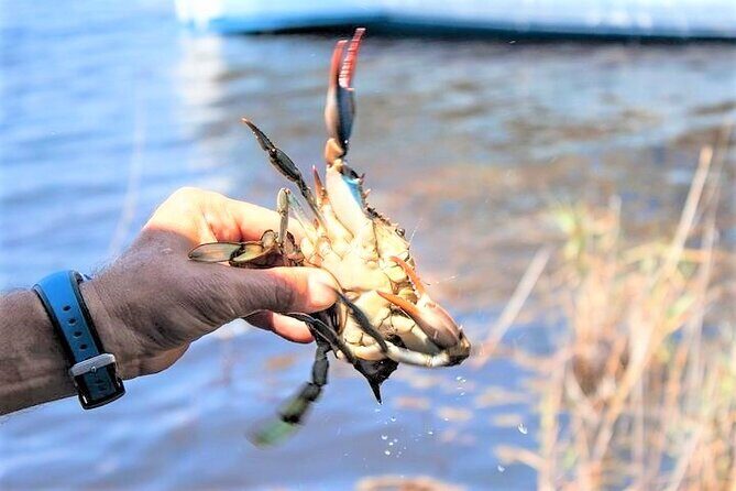 Hilton Head Crabbing Expedition Boat Cruise - Key Points