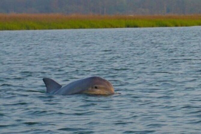 Hilton Head Dolphin Tour with Stop at Disappearing Island - What’s Included and What You Should Know