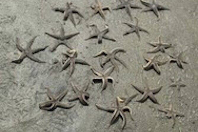 Hilton Head Dolphin Tour with Stop at Disappearing Island - Why Choose This Tour?