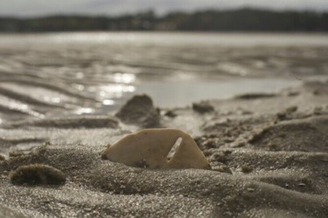 Hilton Head Dolphin Tour with Stop at Disappearing Island - FAQs