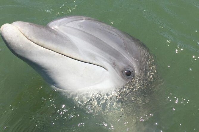 Hilton Head Dolphin Watching Cruise with Fireworks Display - A Closer Look at the Hilton Head Dolphin Watching Cruise with Fireworks