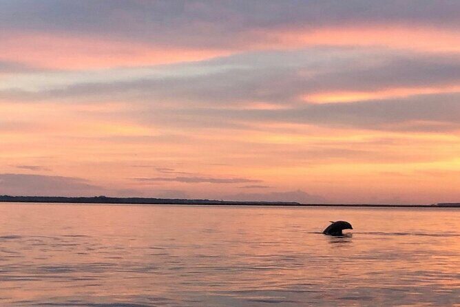 Hilton Head Dolphin Watching Cruise with Fireworks Display - Practical Details: What You Need to Know