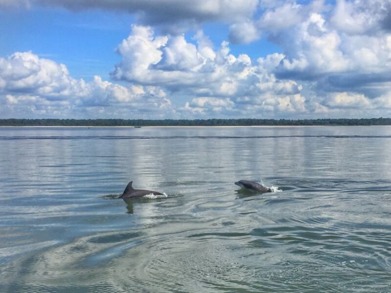 Hilton Head Island: 1.5-Hour Guided Small-Group Kayak Tour - The Full Picture of the Kayak Tour