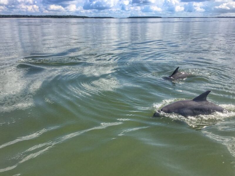 Hilton Head Island: 2-Hour Guided Creek Cat Tour - The Experience in Detail