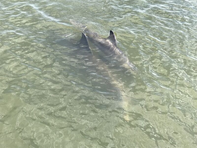 Hilton Head Island: 90-Minute Dolphin & Nature Tour - The Practical Side: Details and Tips