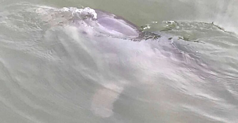Hilton Head Island: 90-Minute Dolphin & Nature Tour - The Bottom Line: Who Should Go?