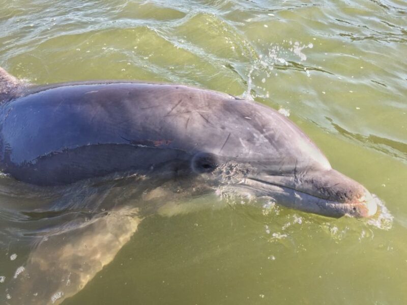Hilton Head Island: Daytime Dolphin Watching Boat Tour - The Itinerary & Highlights