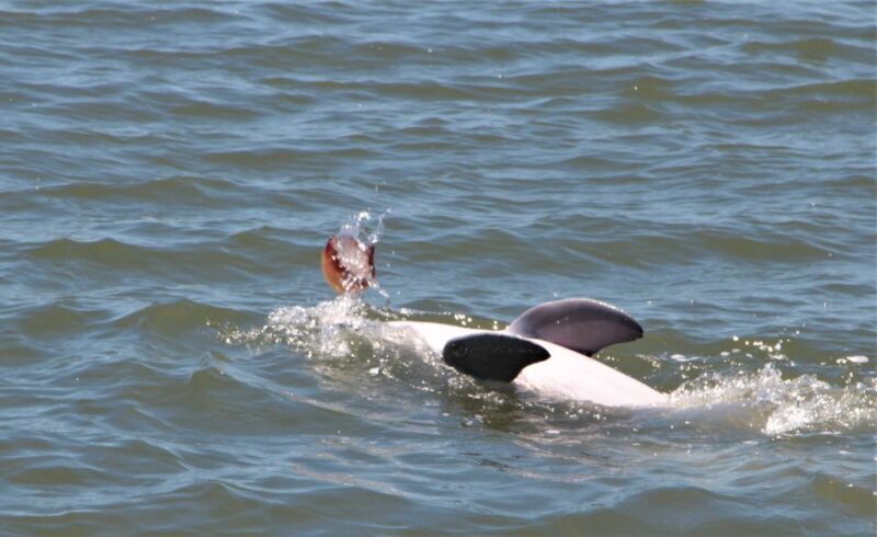 Hilton Head Island: Daytime Dolphin Watching Boat Tour - Wildlife & Other Sightings