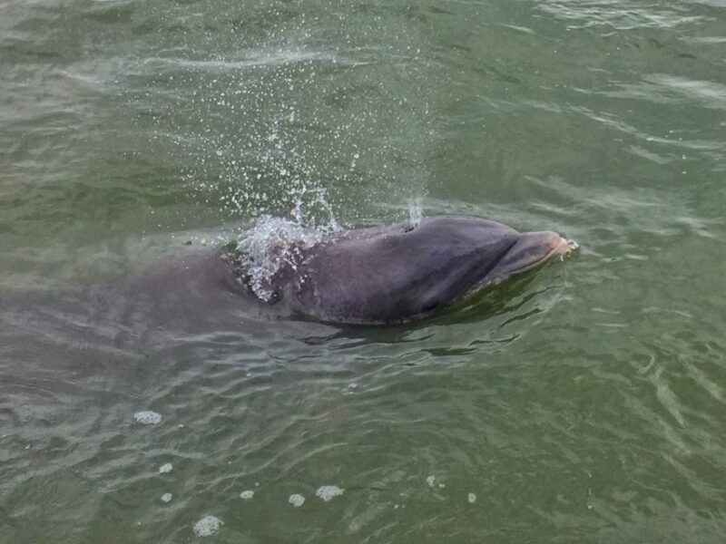 Hilton Head Island: Daytime Dolphin Watching Boat Tour - Duration & Group Size