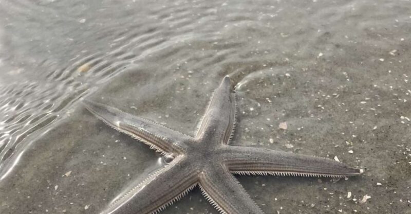 Hilton Head Island: Disappearing Island and Dolphin Tour - The Experience in Detail
