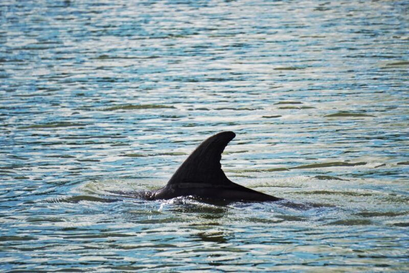 Hilton Head Island: Disappearing Island and Dolphin Tour - An In-Depth Look at the Hilton Head Disappearing Island and Dolphin Tour