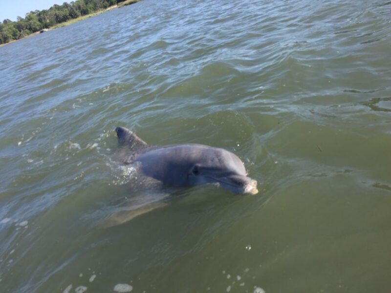 Hilton Head Island: Disappearing Island and Dolphin Tour - Final Thoughts: Who Will Love This Tour?