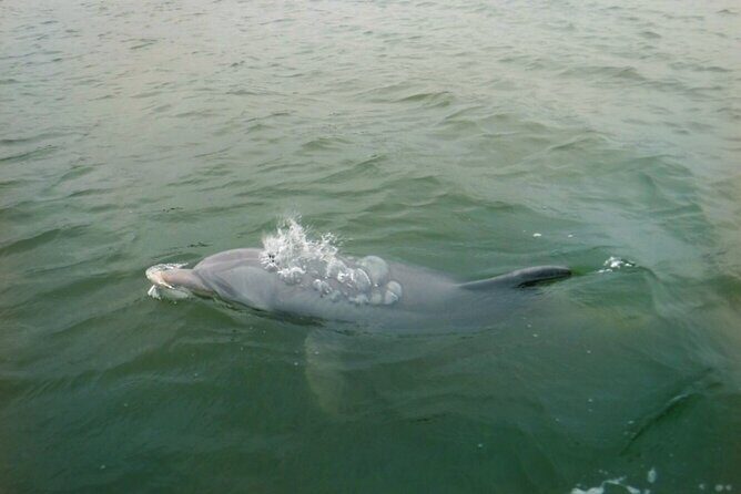 Hilton Head Island Dolphin Boat Cruise - Diving Into the Experience