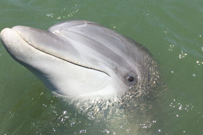 Hilton Head Island Dolphin Boat Cruise - Value for Money