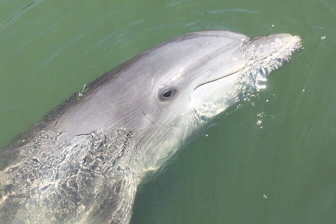 Hilton Head Island Dolphin Boat Cruise - Practical Tips for Travelers