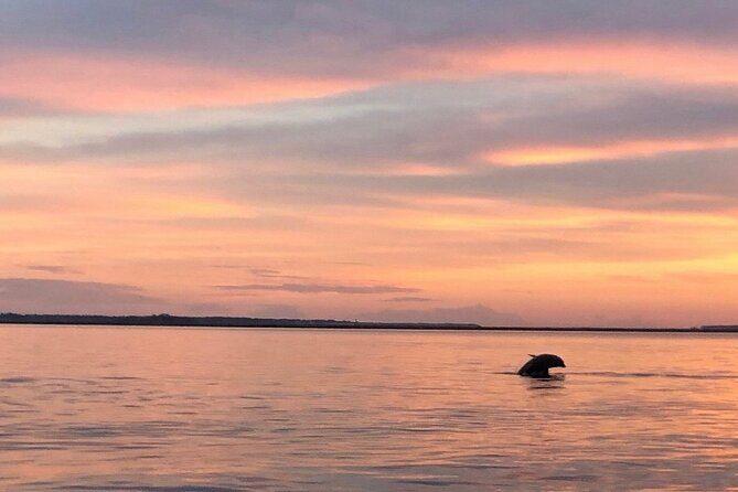 Hilton Head Island Dolphin Boat Cruise - The Sum Up