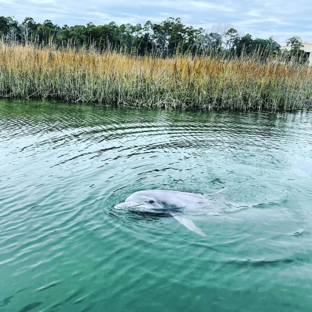 Hilton Head Island: Dolphin Cruise & Nature Tour - Is This Tour Right for You?