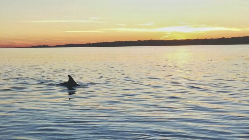 Hilton Head Island: Dolphin Watching 3-Course Dinner Cruise - An In-Depth Look at the Experience