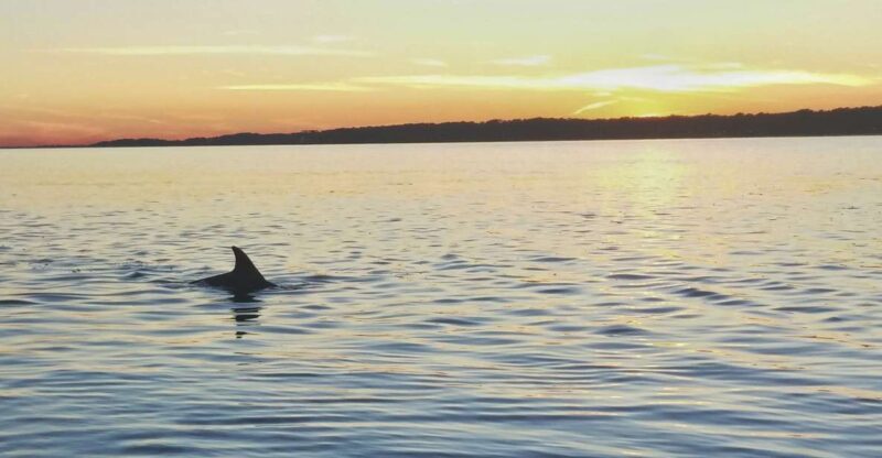 Hilton Head Island: Dolphin Watching 3-Course Dinner Cruise - The Sum Up