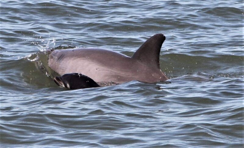 Hilton Head Island: Dolphin Watching Cruise with Donuts - A Closer Look at the Experience