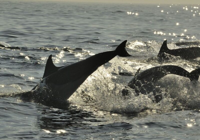 Hilton Head Island: Ocean Dolphin Cruise - Key Points