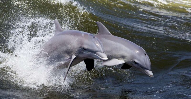 Hilton Head Island: Ocean Dolphin Cruise - The Value and Practicalities