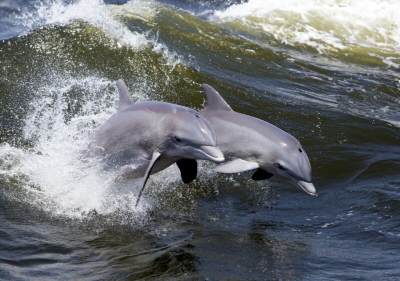 Hilton Head Island: Ocean Dolphin Cruise - Who Should Consider This Tour?