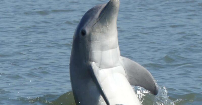 Hilton Head Island: Private Dolphin and Nature Tour - What You Can Expect from This Private Hilton Head Dolphin and Nature Tour