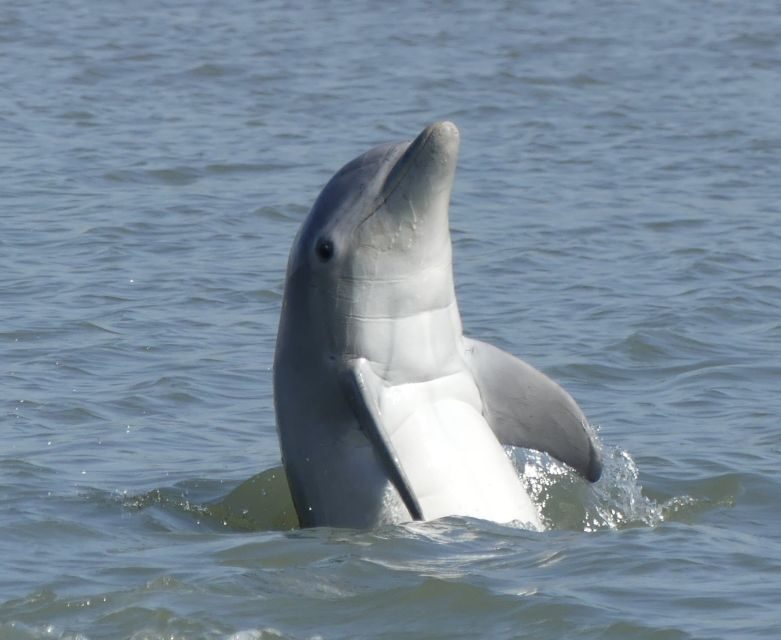 Hilton Head Island: Private Dolphin and Nature Tour - Authenticity and Real Traveler Feedback